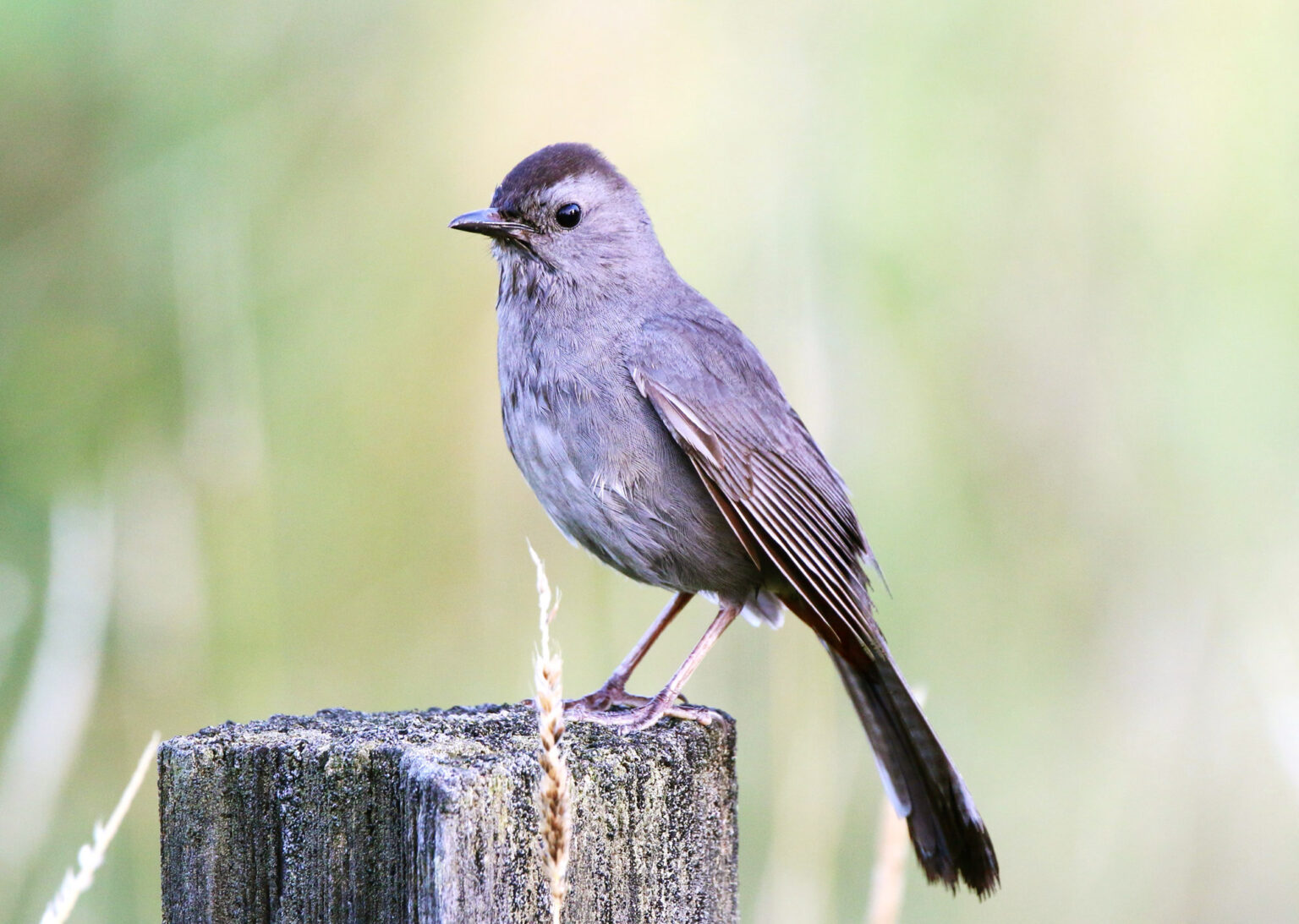 Moqueur chat - Billu