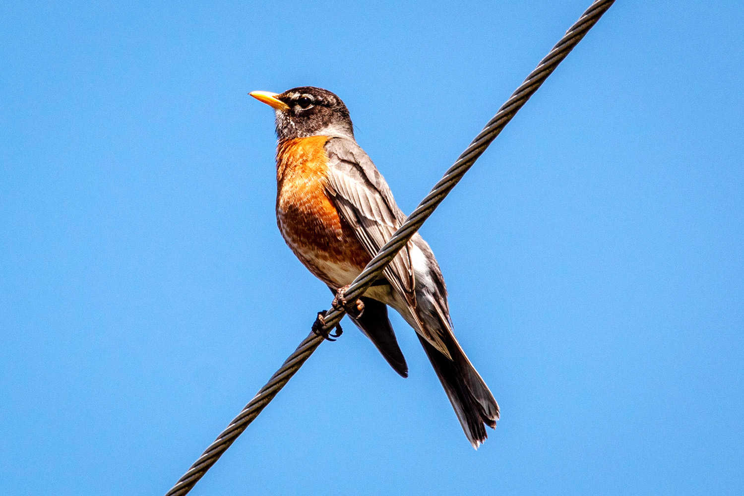 Merle d'Amérique - Billu