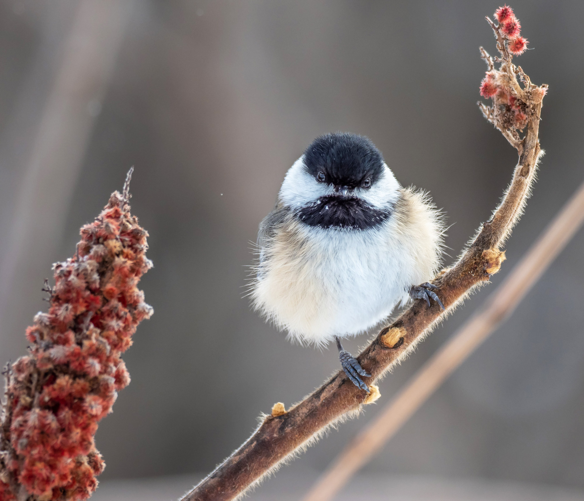 Mésange à tête noire - Billu