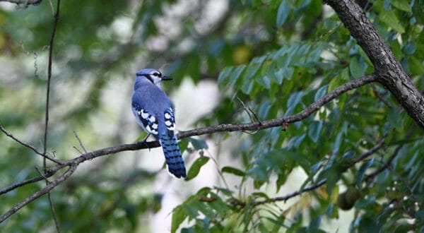Blue Jay Bird - Billu