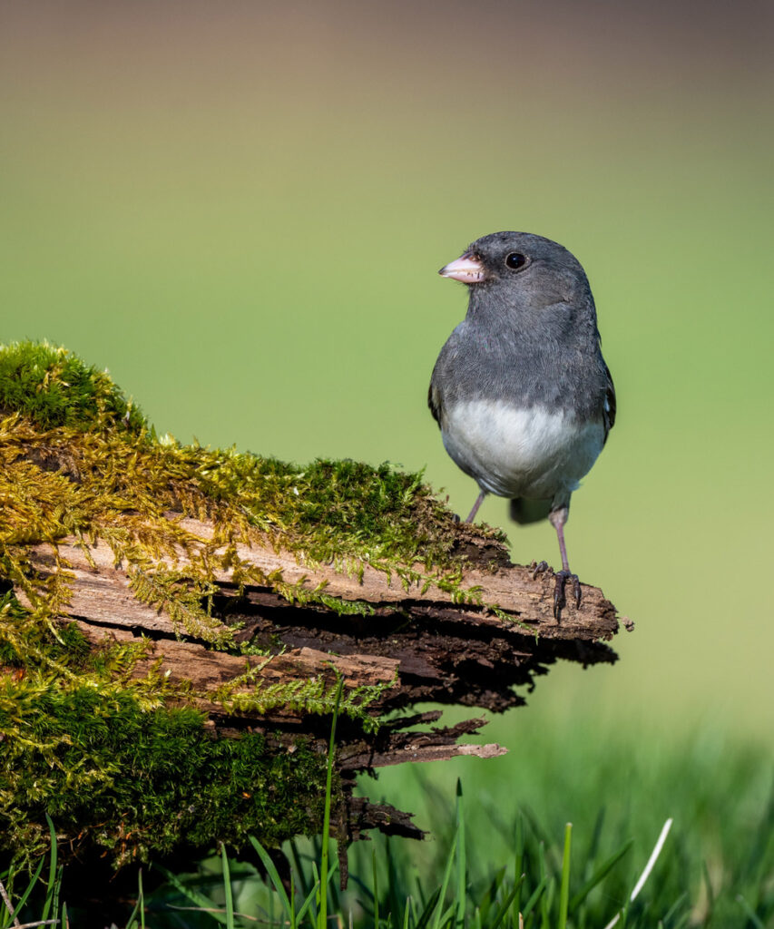 Dark-eyed Junco - Billu
