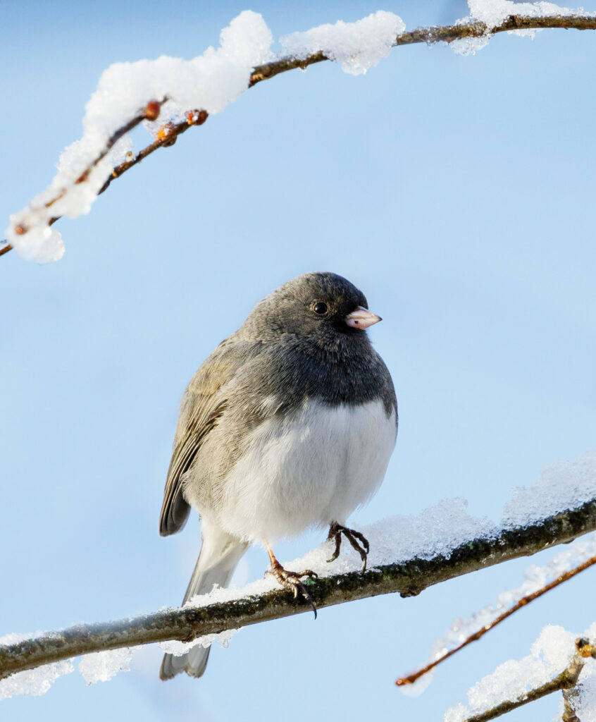 Dark-eyed Junco - Billu