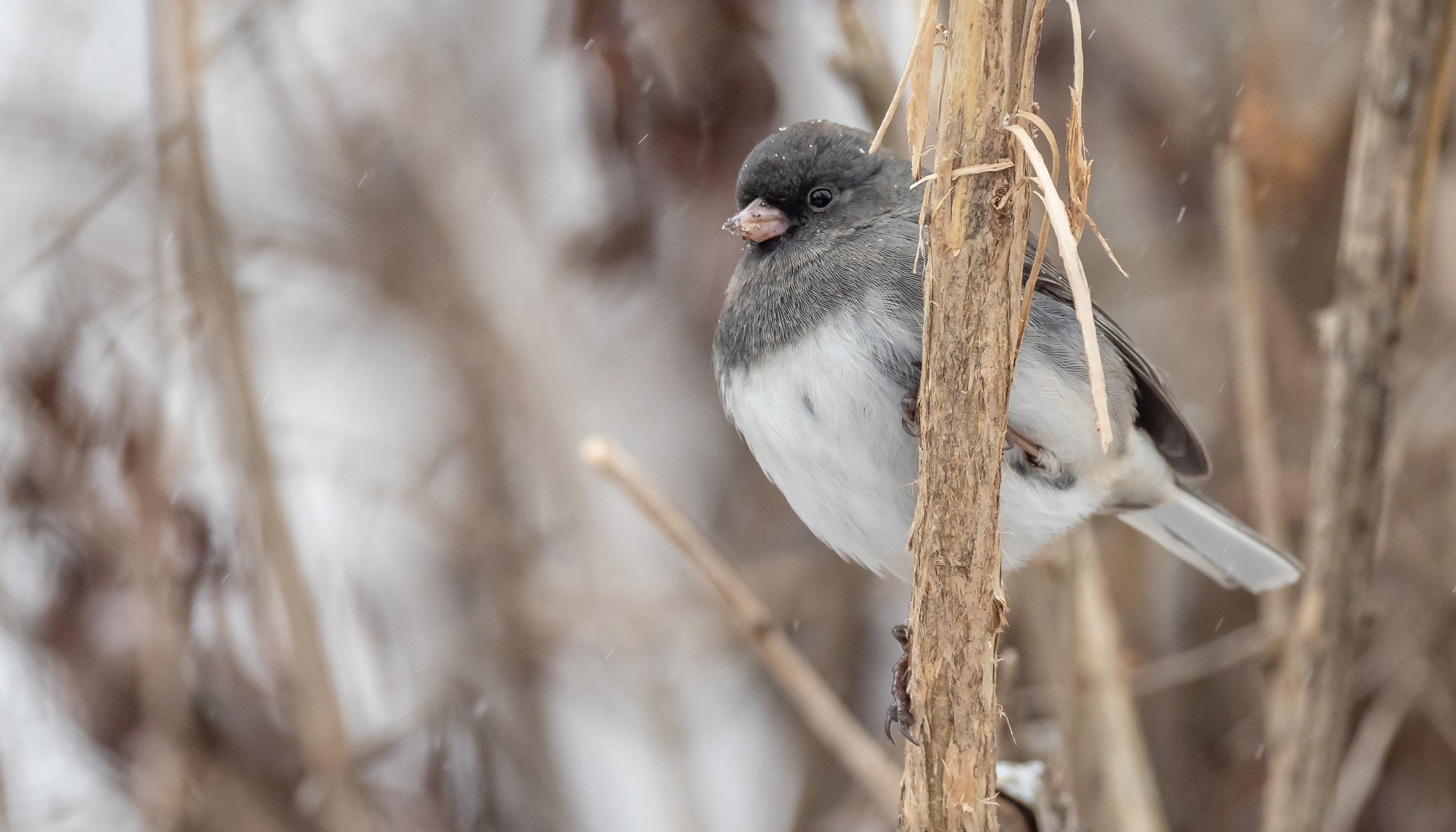 Dark-eyed Junco - Billu