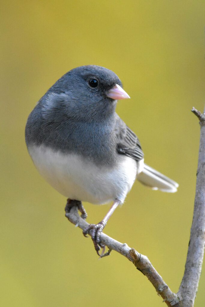 Dark-eyed Junco - Billu
