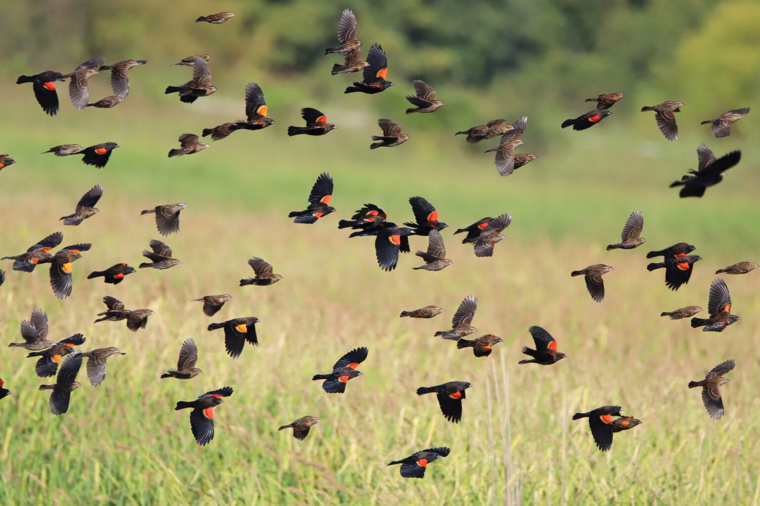 Red-winged Blackbird - Billu