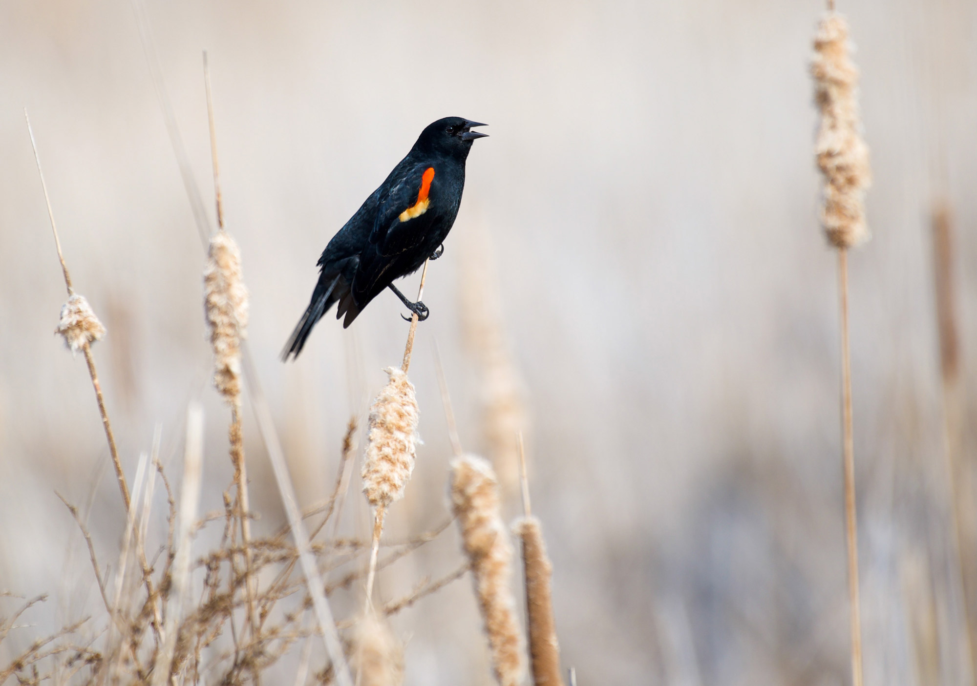 Red-winged Blackbird - Billu