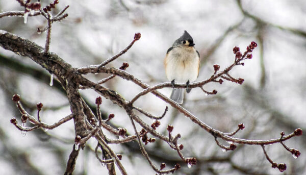 Mésange bicolore - Billu