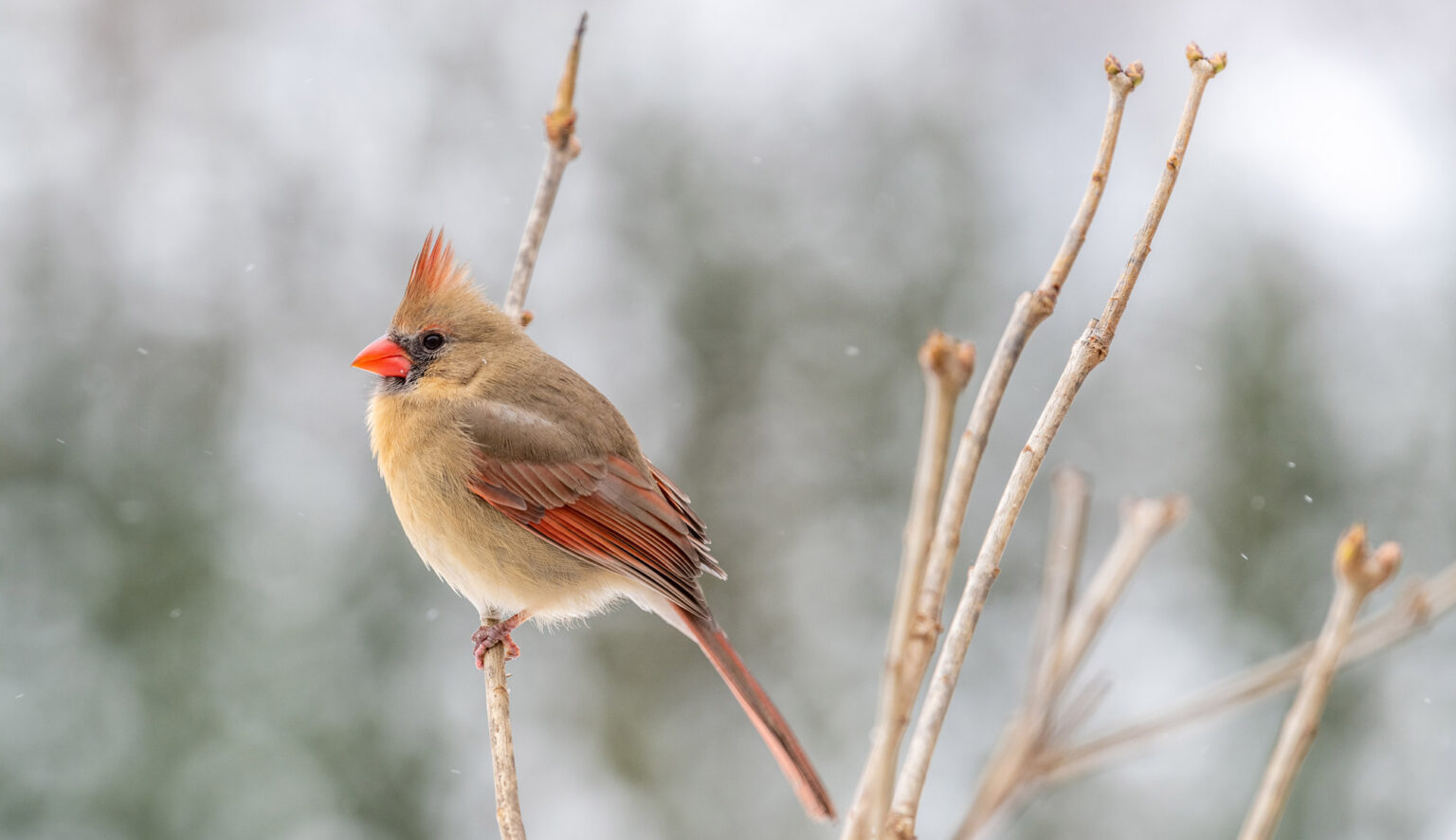 Cardinal rouge femelle - Billu
