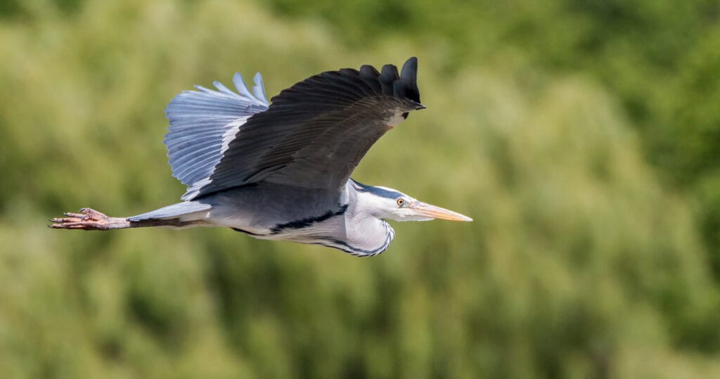 Great Blue Heron - Billu