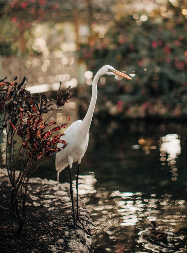 Great Egret - Billu