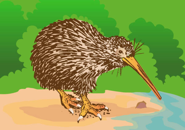 Kiwi Bird - Billu