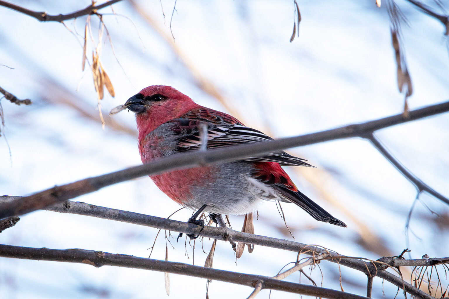 Pine Grosbeak - Billu