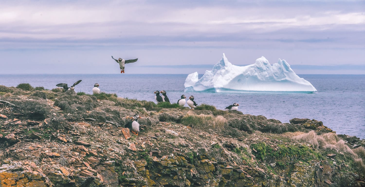 Puffins Birds - Billu