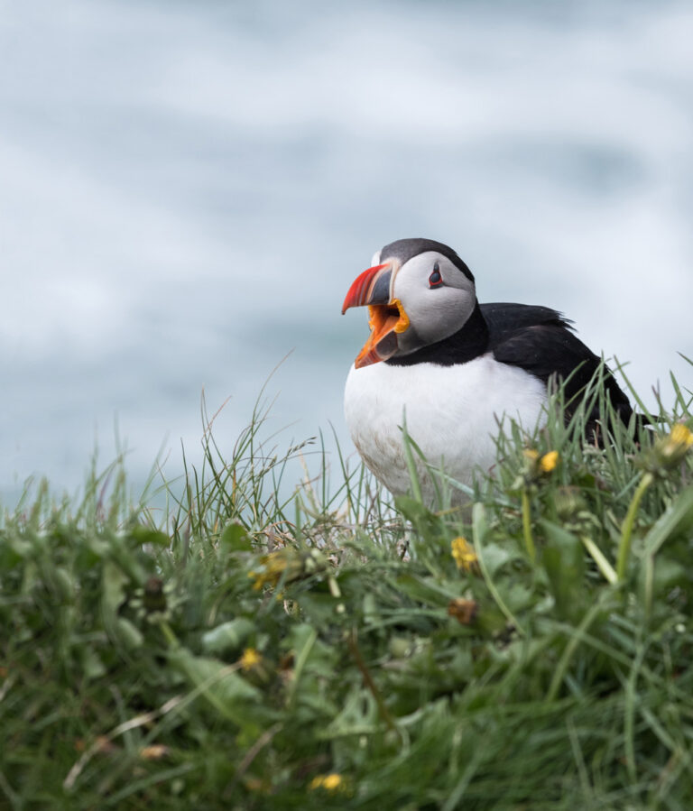 Puffins Birds - Billu
