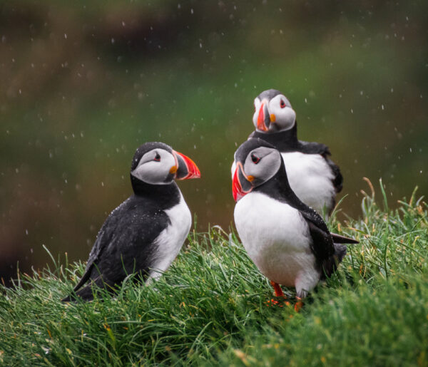Puffins Birds - Billu
