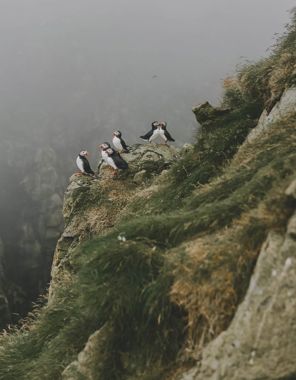 Puffins Birds - Billu
