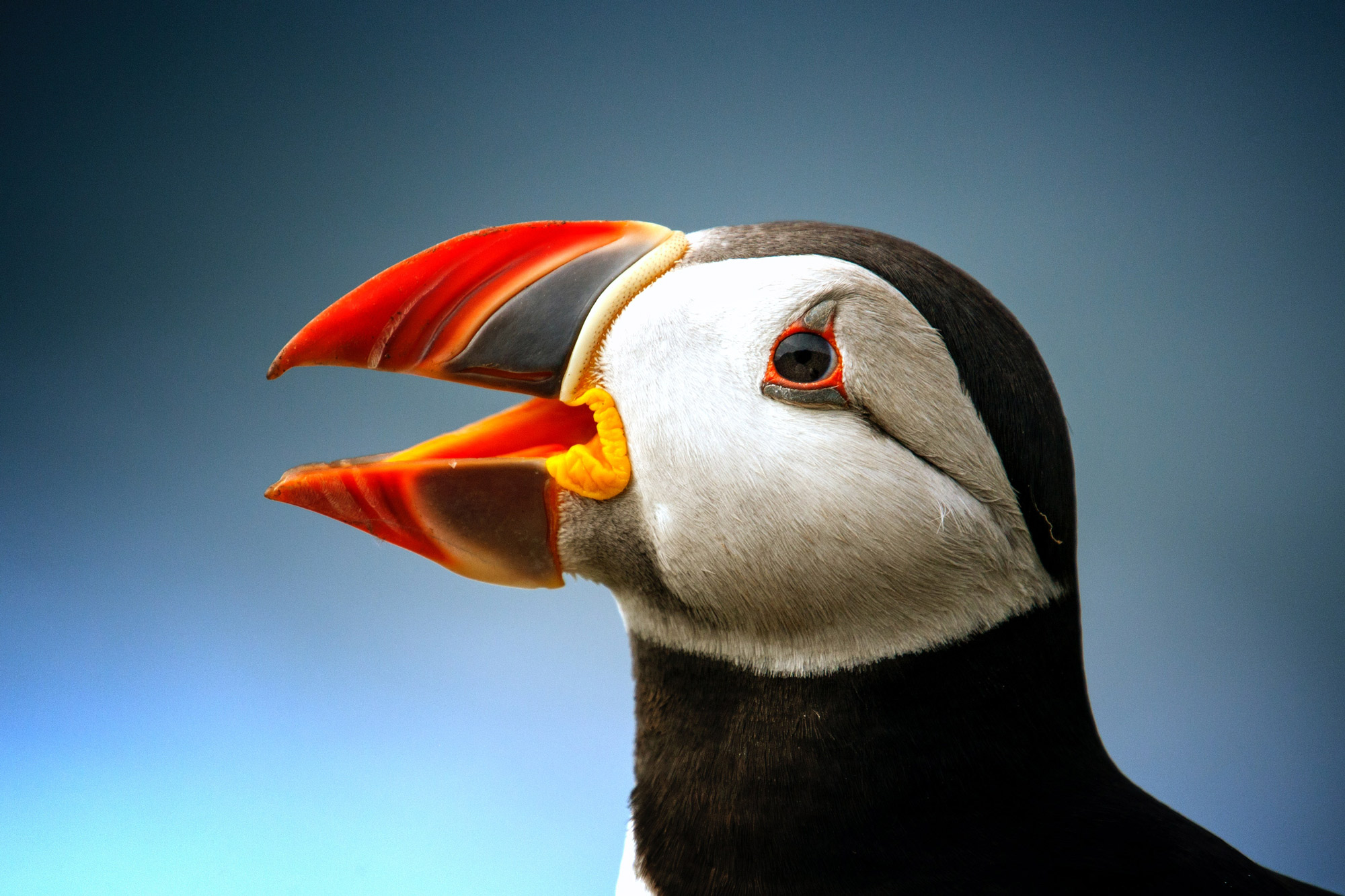 Puffins Birds - Billu