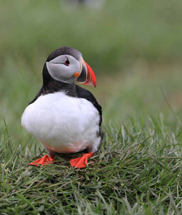 Puffins Birds - Billu