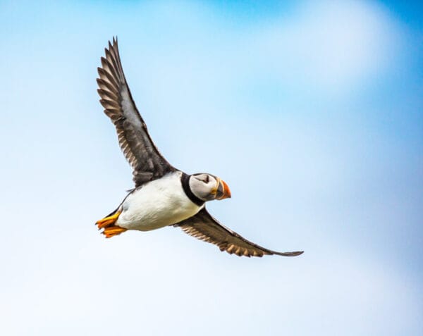 Puffins Birds - Billu