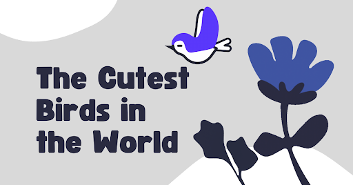 The Cutest Birds in the World: A Top 5 Countdown of Adorable Avian ...